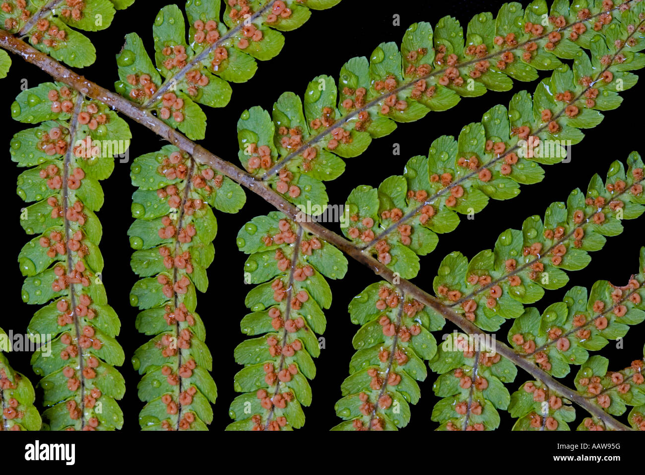 Fern seed hi-res stock photography and images - Alamy