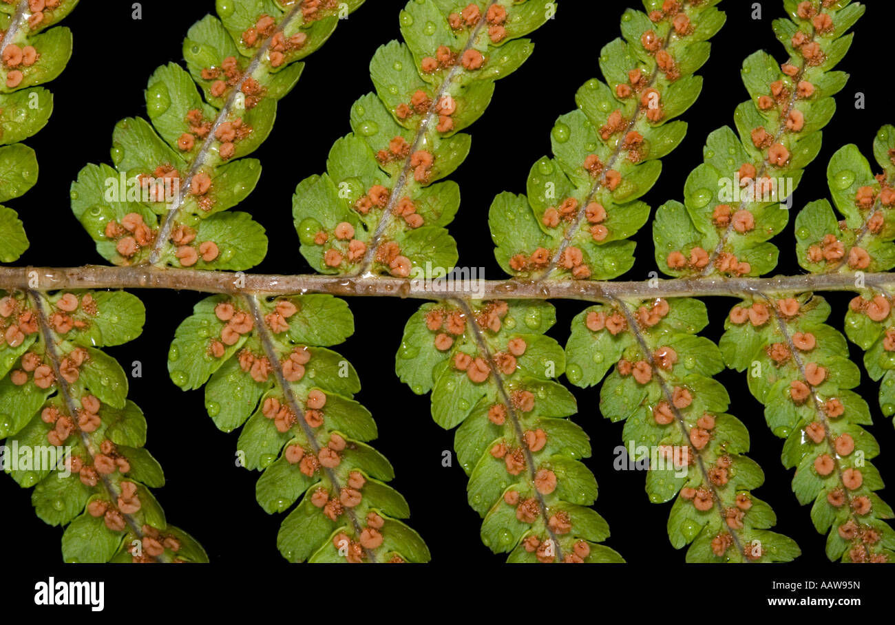 Fern Leaves ( Cyatheales ) with Seeds Stock Photo - Alamy