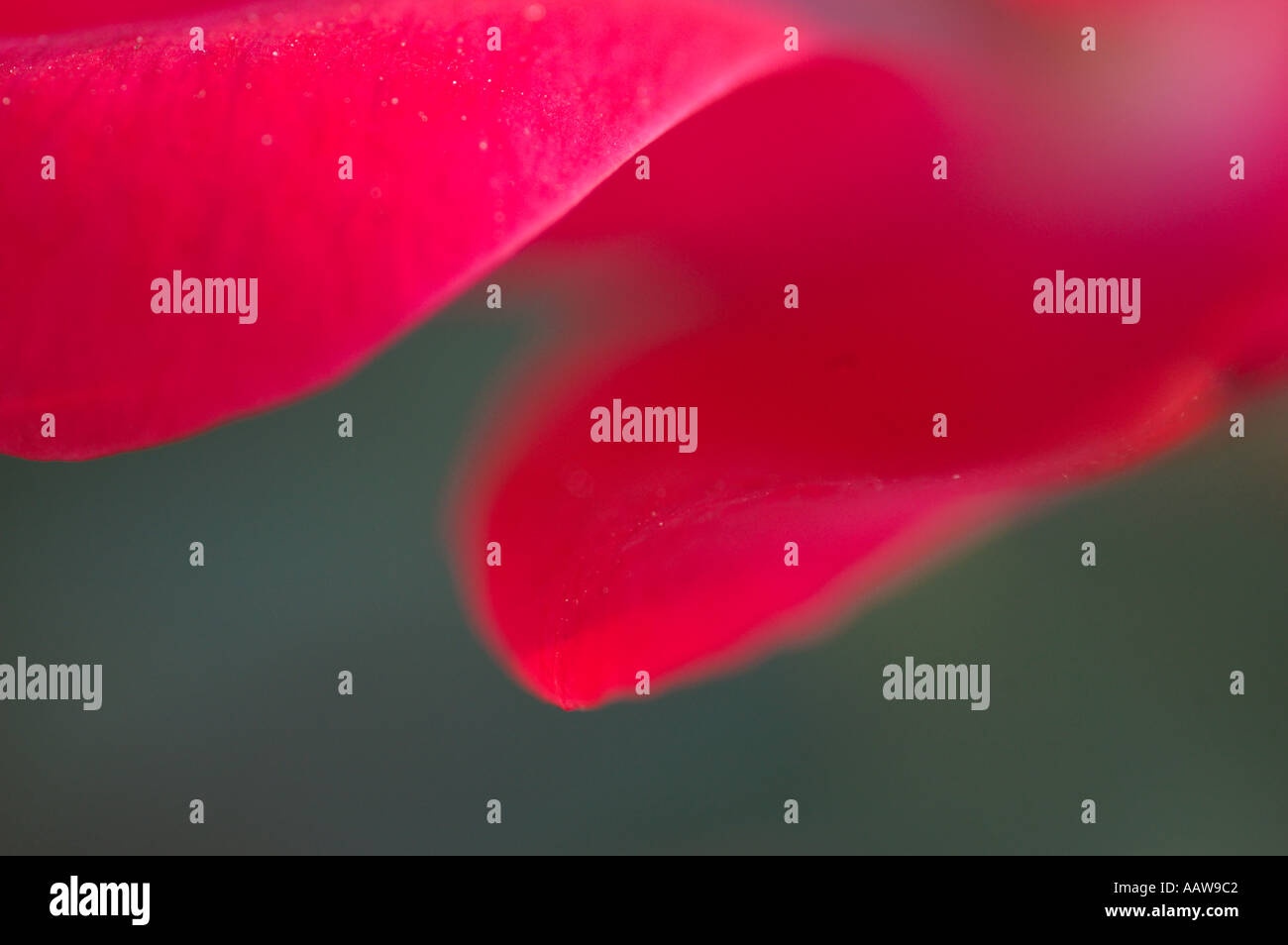 rose petal detail Stock Photo - Alamy
