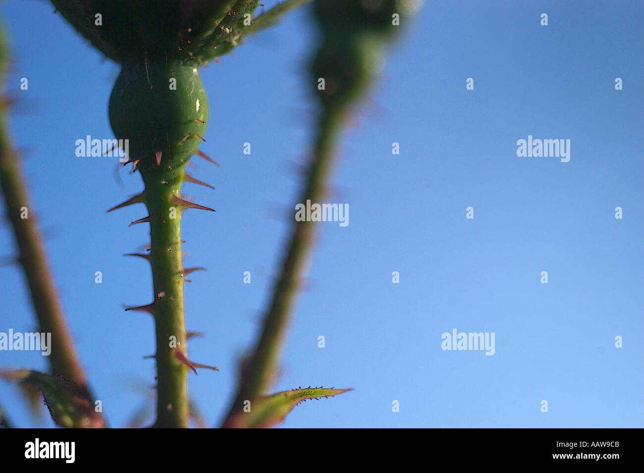 Rosa spikes hi-res stock photography and images - Alamy