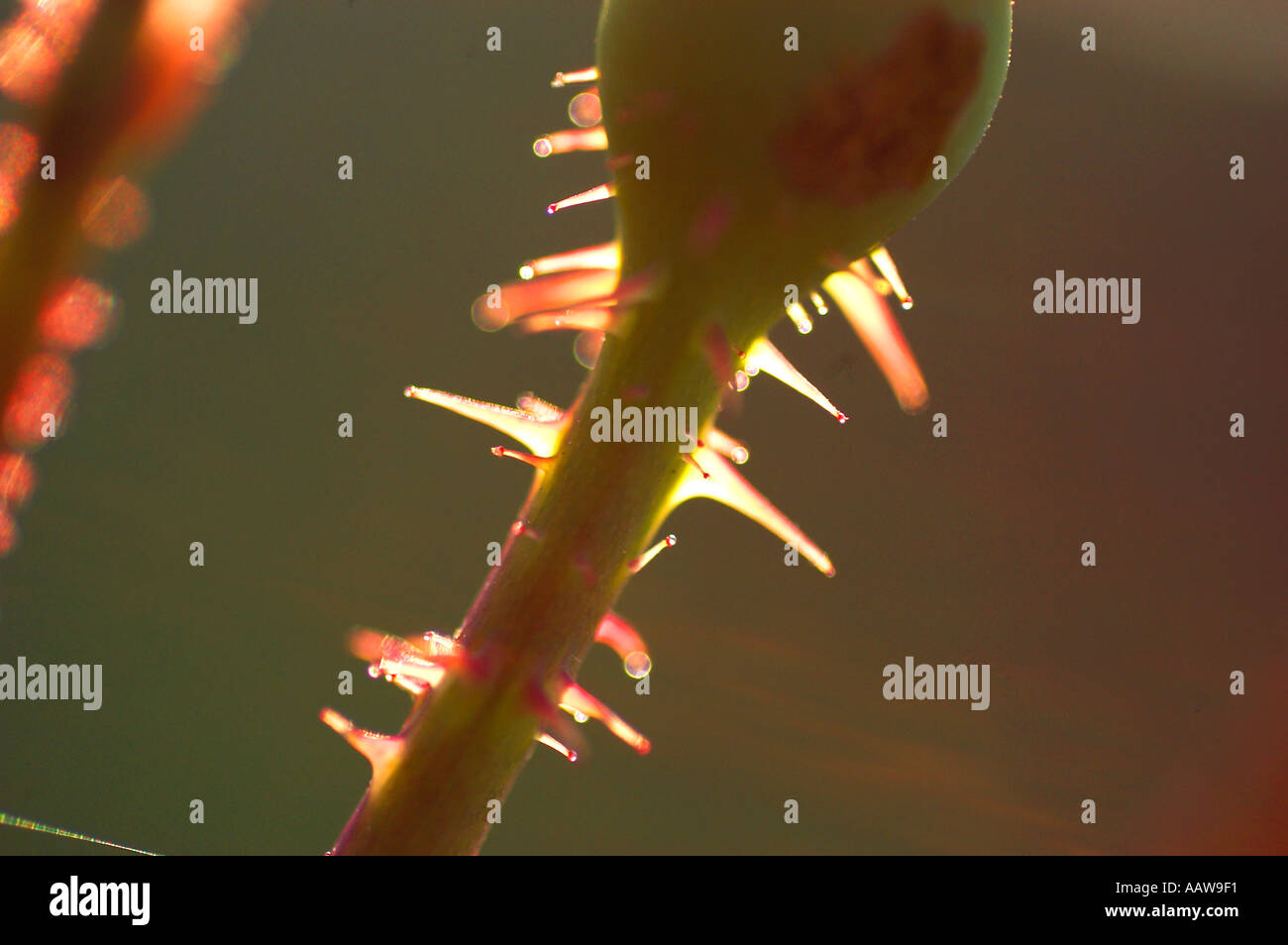 Rosa spikes hi-res stock photography and images - Alamy