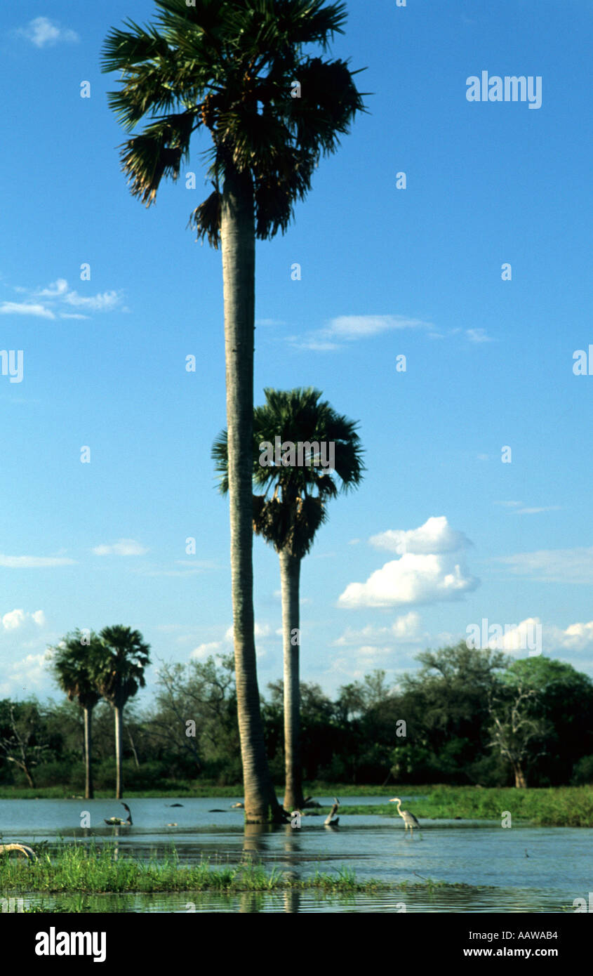 Palm Trees Selous Tanzania Stock Photo - Alamy