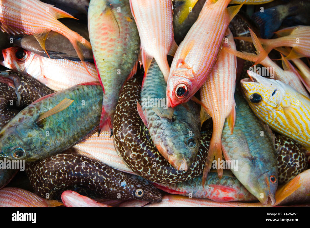 Assortment of caught fish and eels from beautiful coastline of ...