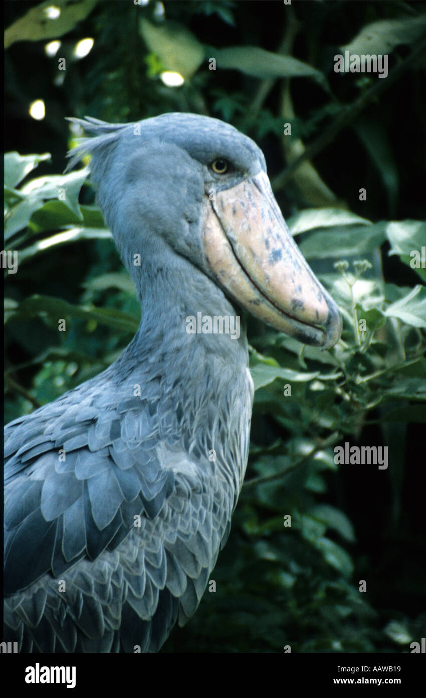 Shoebill Stork Uganda Stock Photo - Alamy