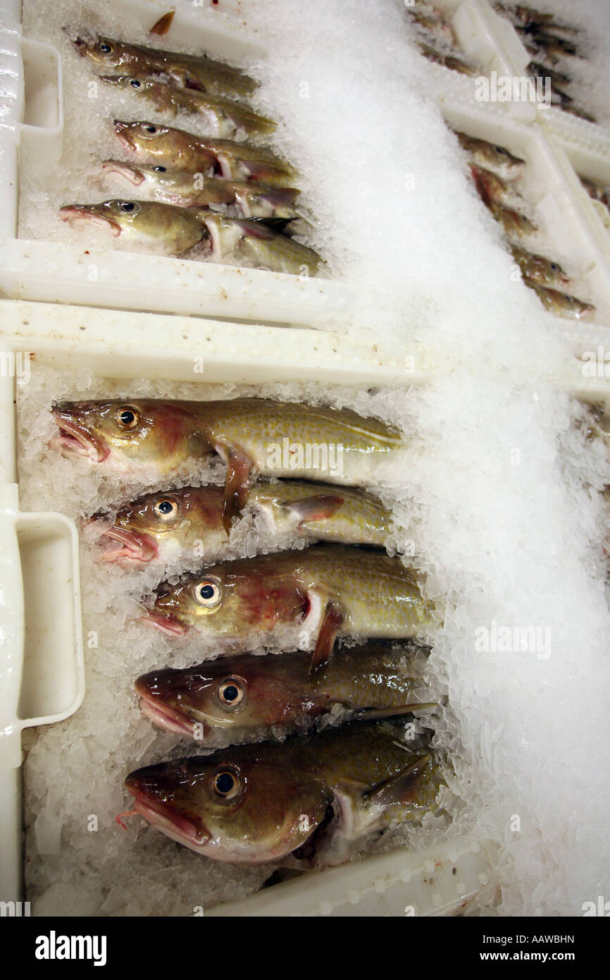 A box of fresh cod waiting to be sold at Peterhead Fishmarket ...