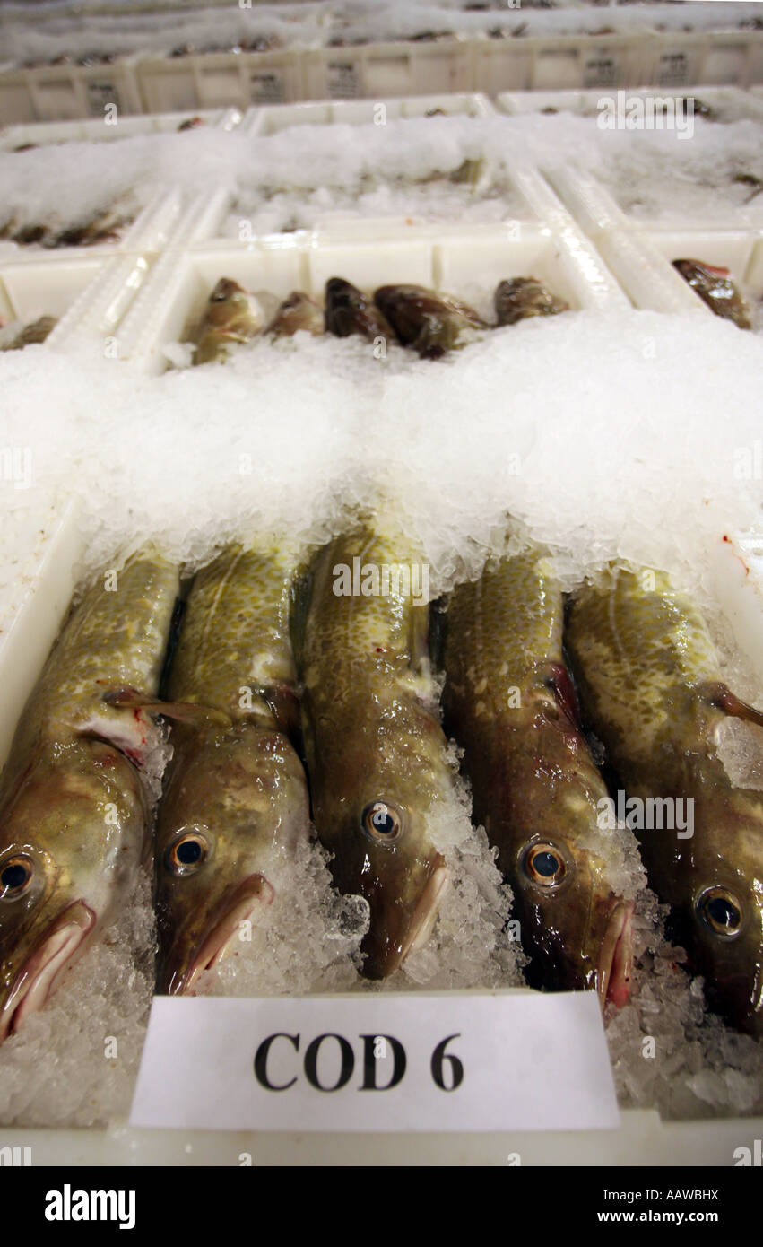 A box of fresh cod waiting to be sold at Peterhead Fishmarket ...