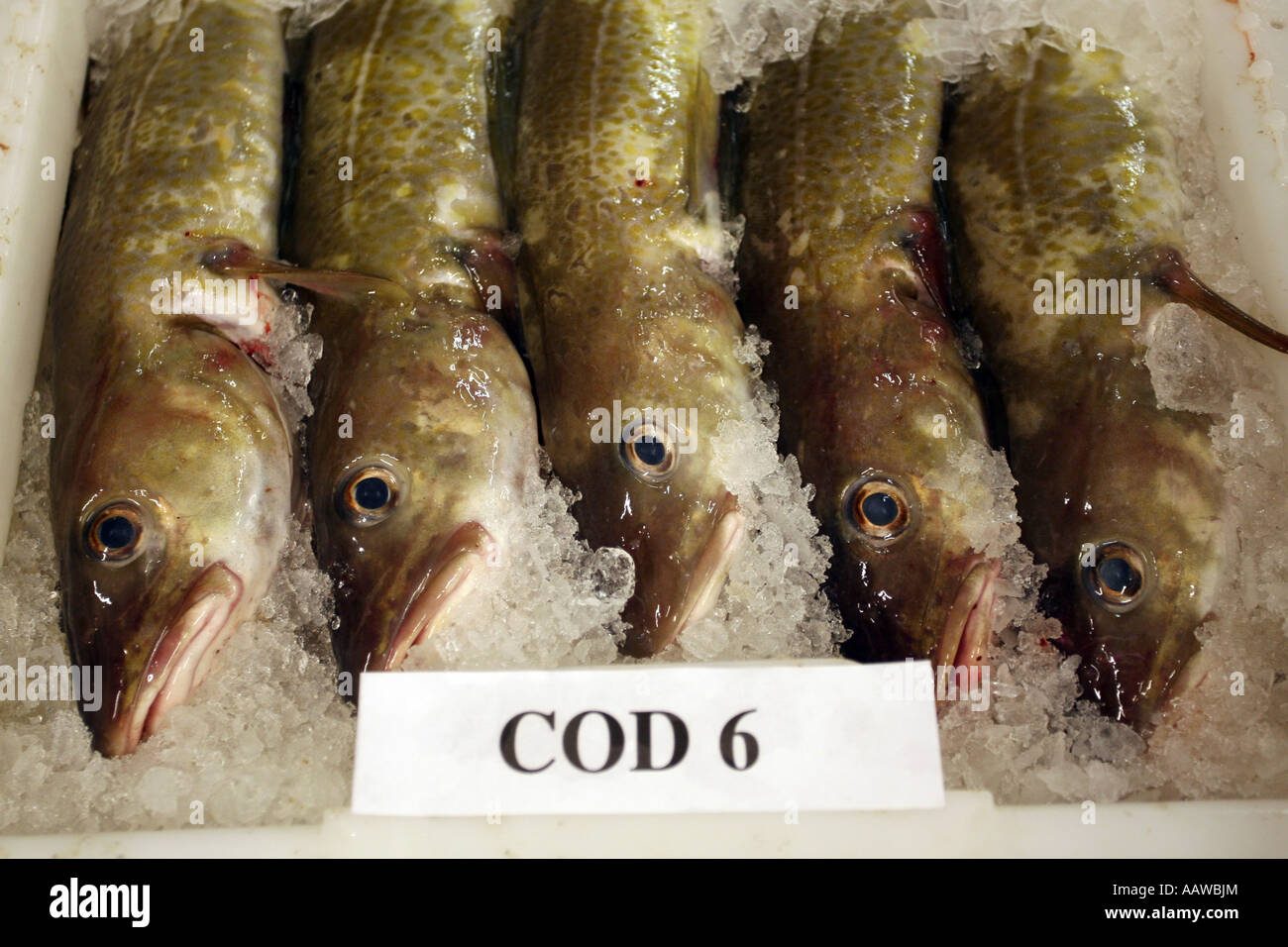 A box of fresh cod waiting to be sold at Peterhead Fishmarket ...