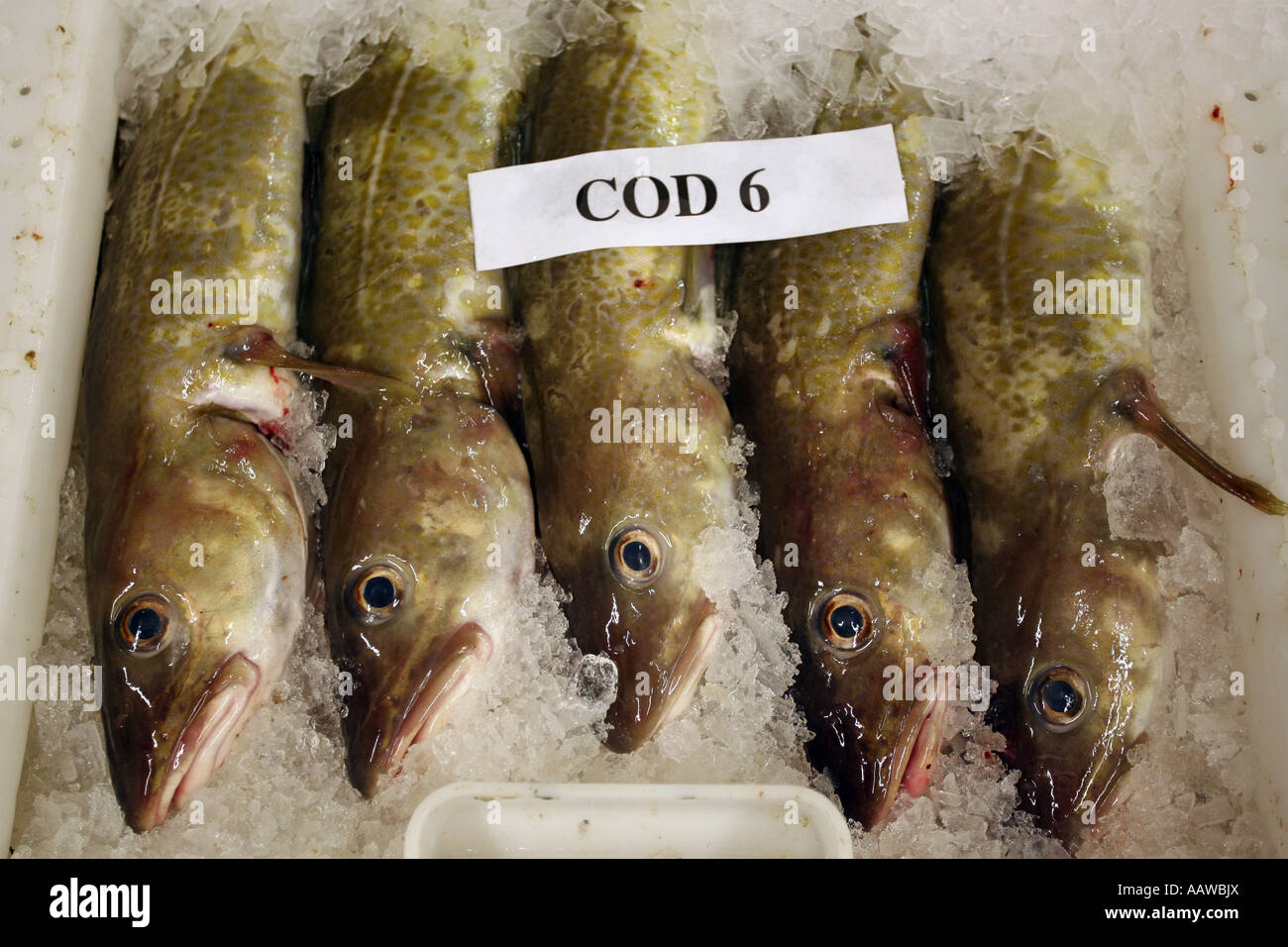 A box of fresh cod waiting to be sold at Peterhead Fishmarket ...