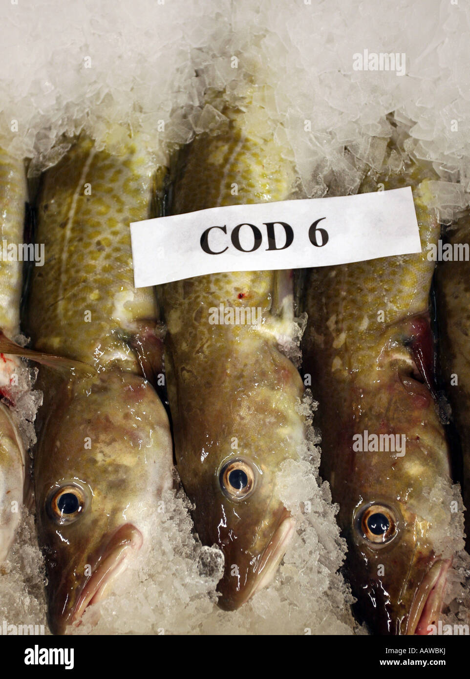 A box of fresh cod waiting to be sold at Peterhead Fishmarket ...