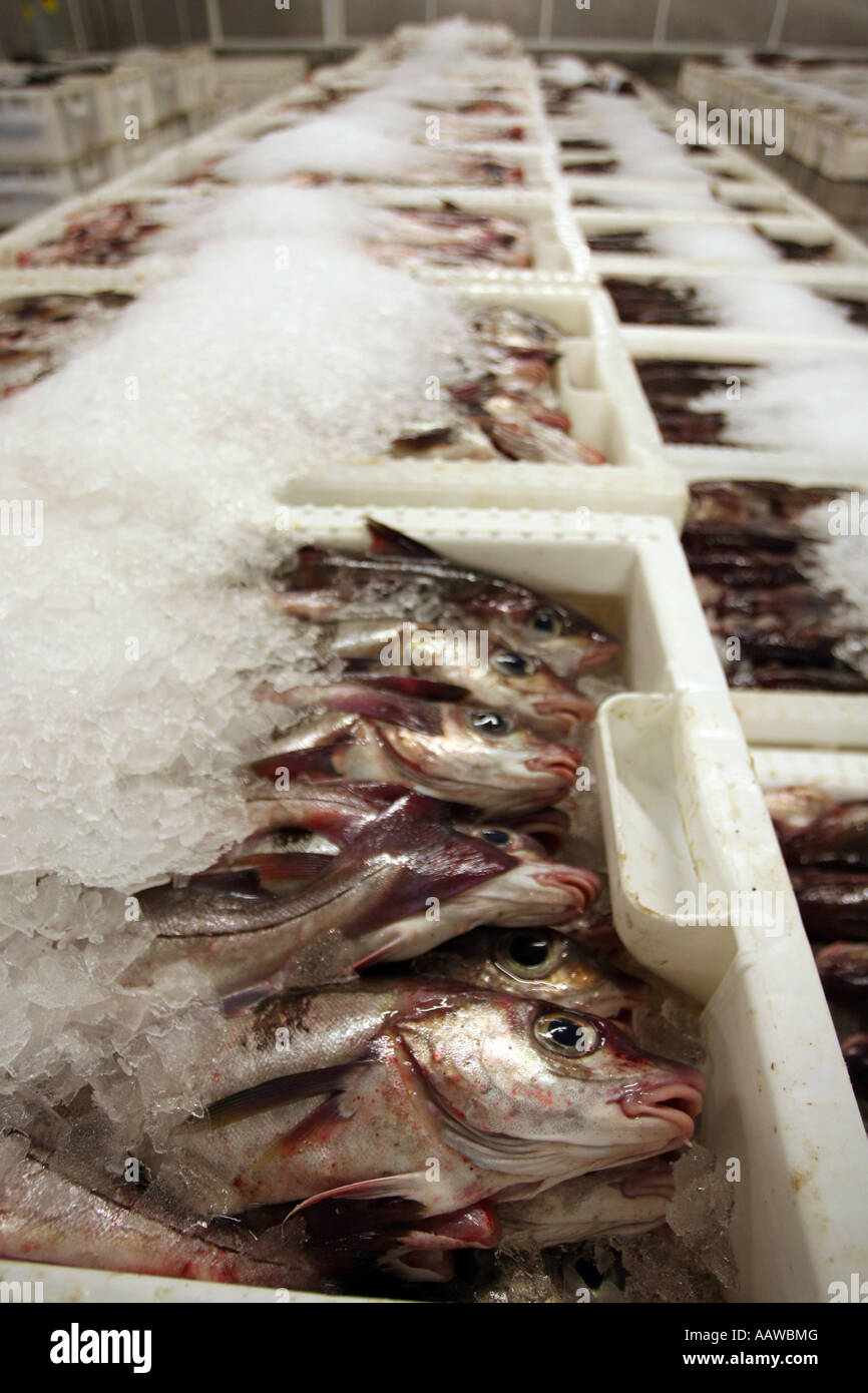 Peterhead Fishmarket High Resolution Stock Photography and Images - Alamy