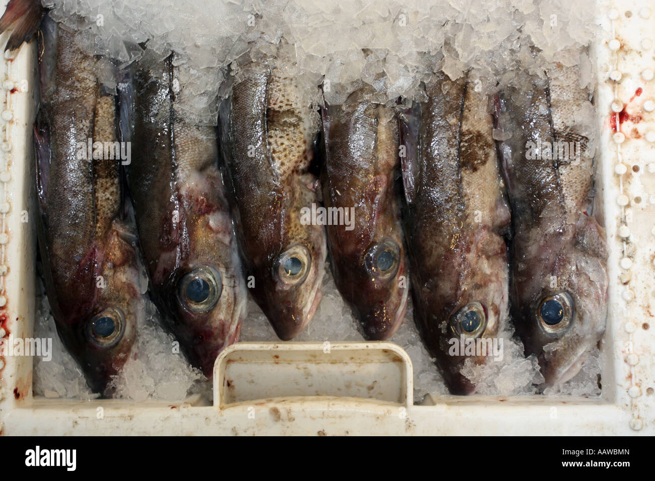 A box of fresh haddock waiting to be sold at Peterhead Fishmarket ...