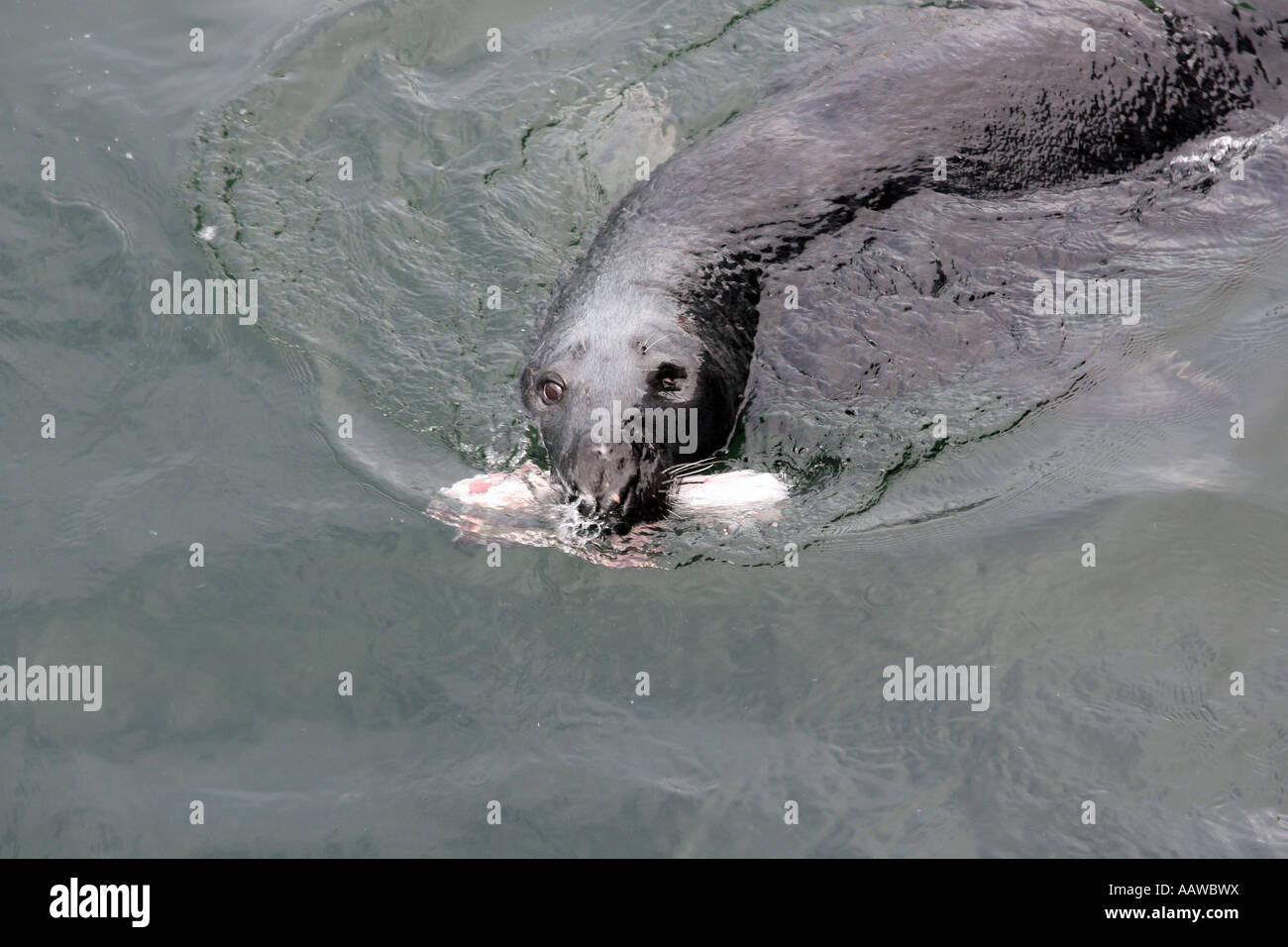 A seal with a fish from a fishing trawler in Peterhead Harbour ...