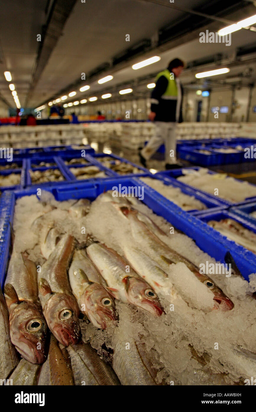 Peterhead Fishmarket High Resolution Stock Photography and Images - Alamy