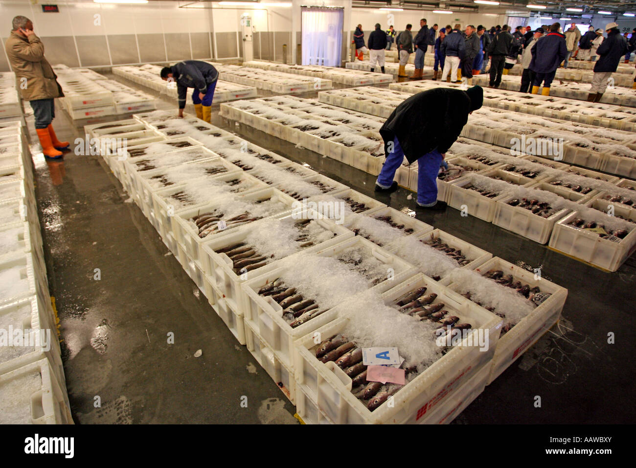 Peterhead Fishmarket High Resolution Stock Photography and Images - Alamy
