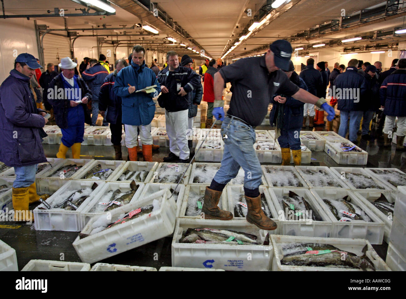 Boxes of fish go on sale at Peterhead Fishmarket at Peterhead Harbour ...
