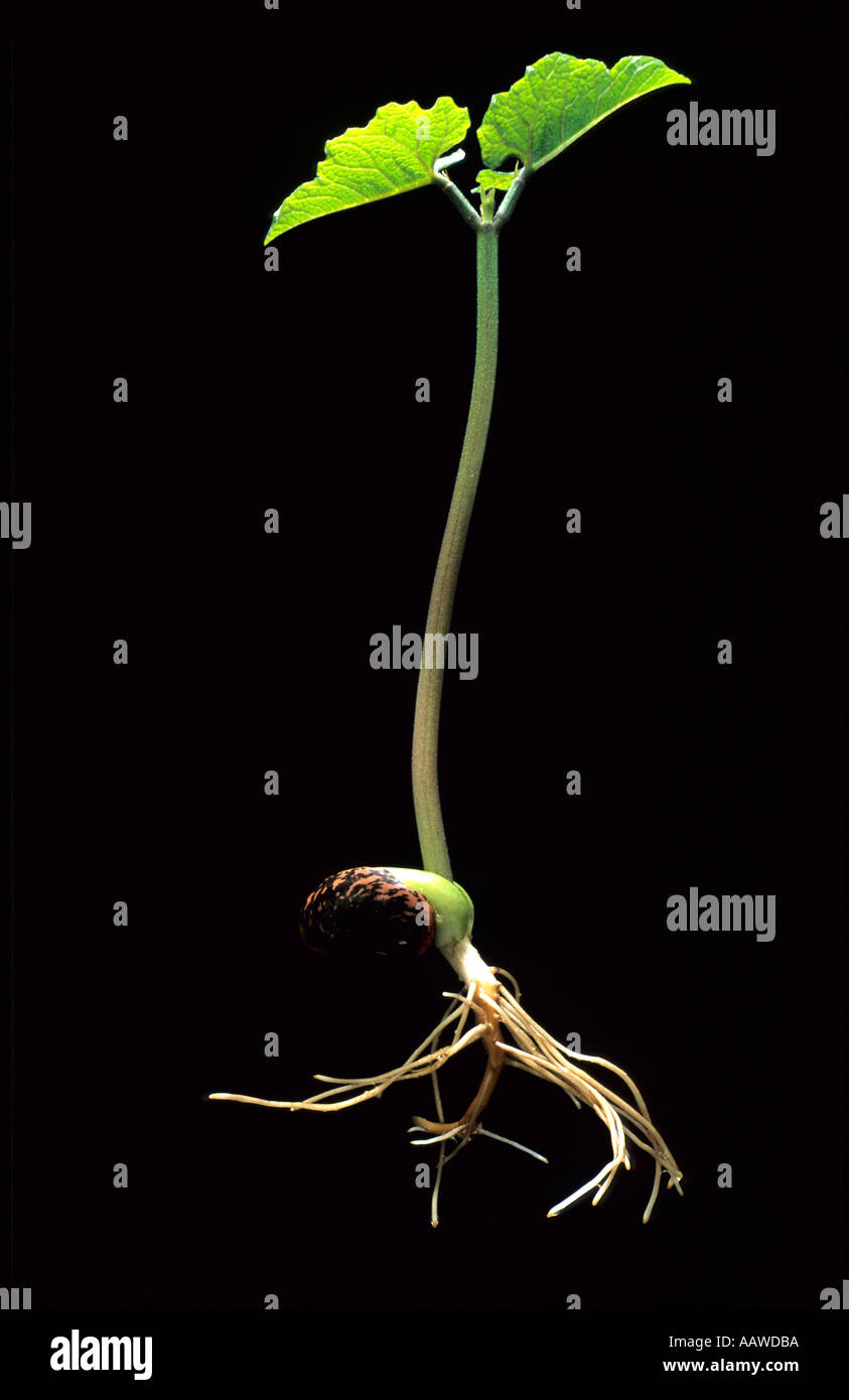 Runner Bean Roots High Resolution Stock Photography and Images - Alamy
