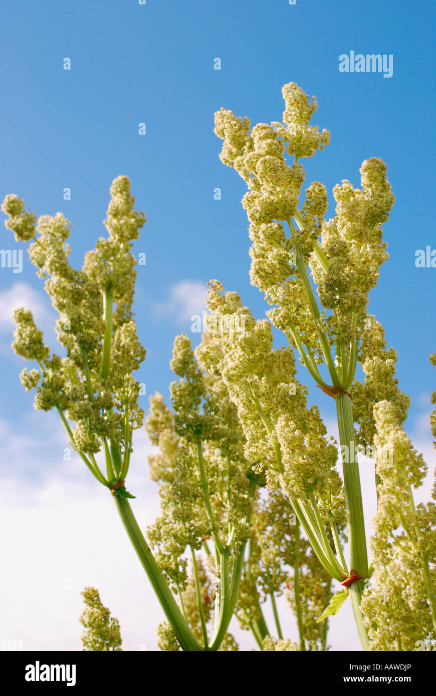 Rhubarb seed head Stock Photo - Alamy