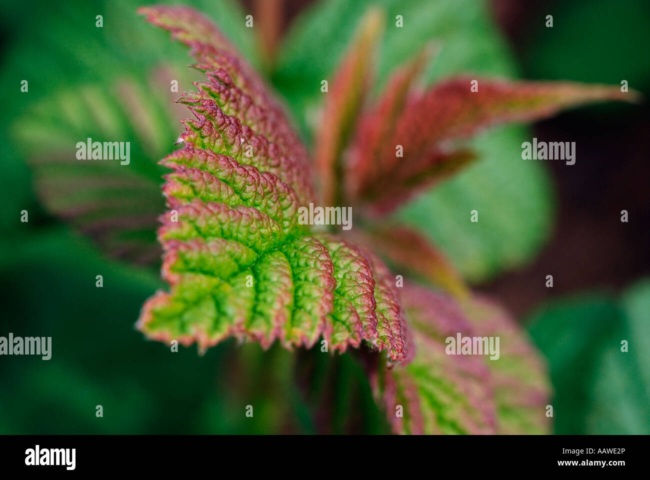 Rasp leaf hi-res stock photography and images - Alamy