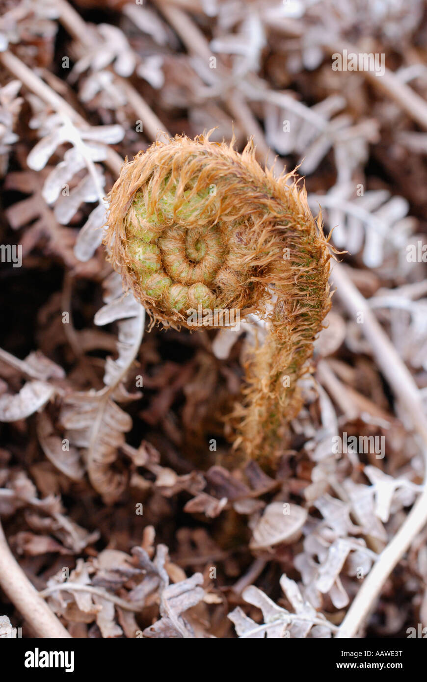 Fiddle head hi-res stock photography and images - Alamy