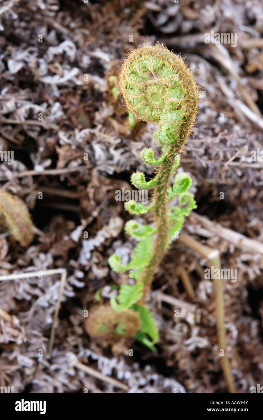 Fiddle head hi-res stock photography and images - Alamy
