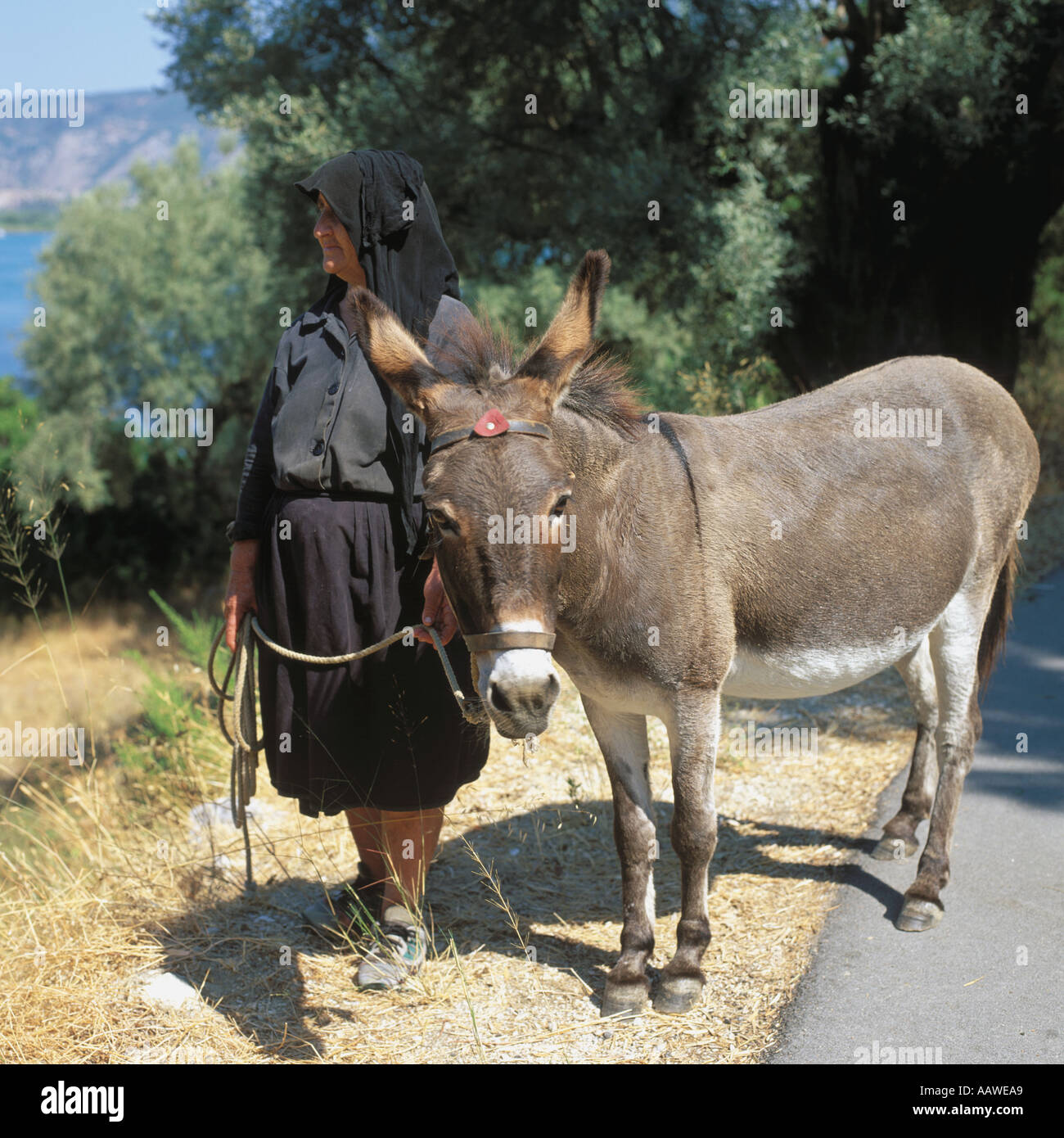 OLD LADY AND DONKEY Stock Photo - Alamy