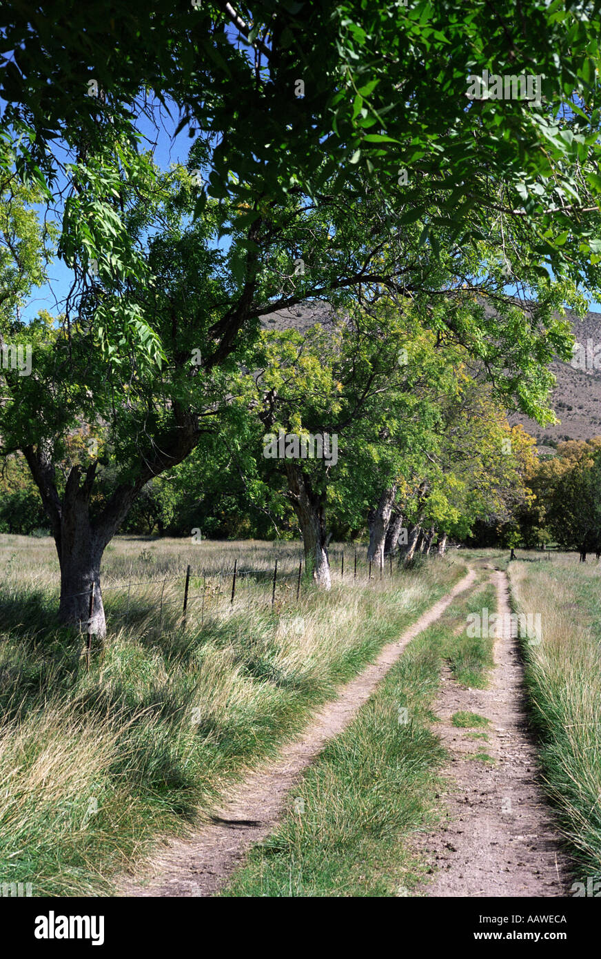 A path made by car tracks in a apple tree orchard near Ruidoso New ...