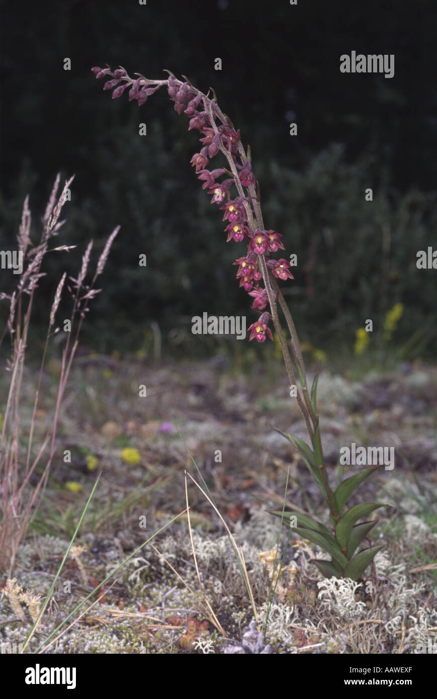 Dark red helleborine orchid hi-res stock photography and images - Alamy