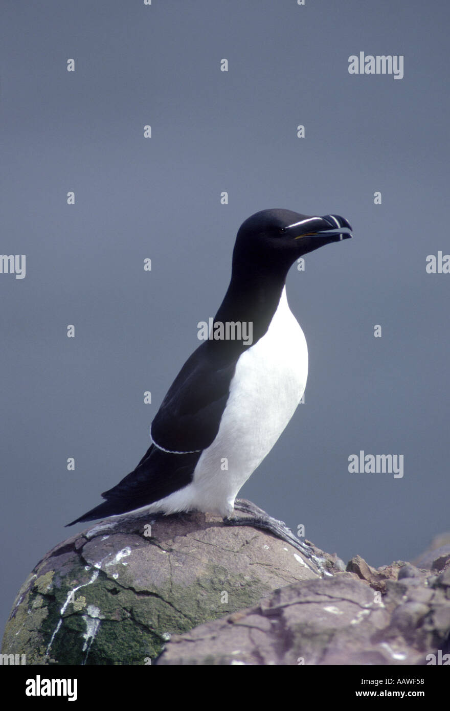 Razorbill egg hi-res stock photography and images - Alamy