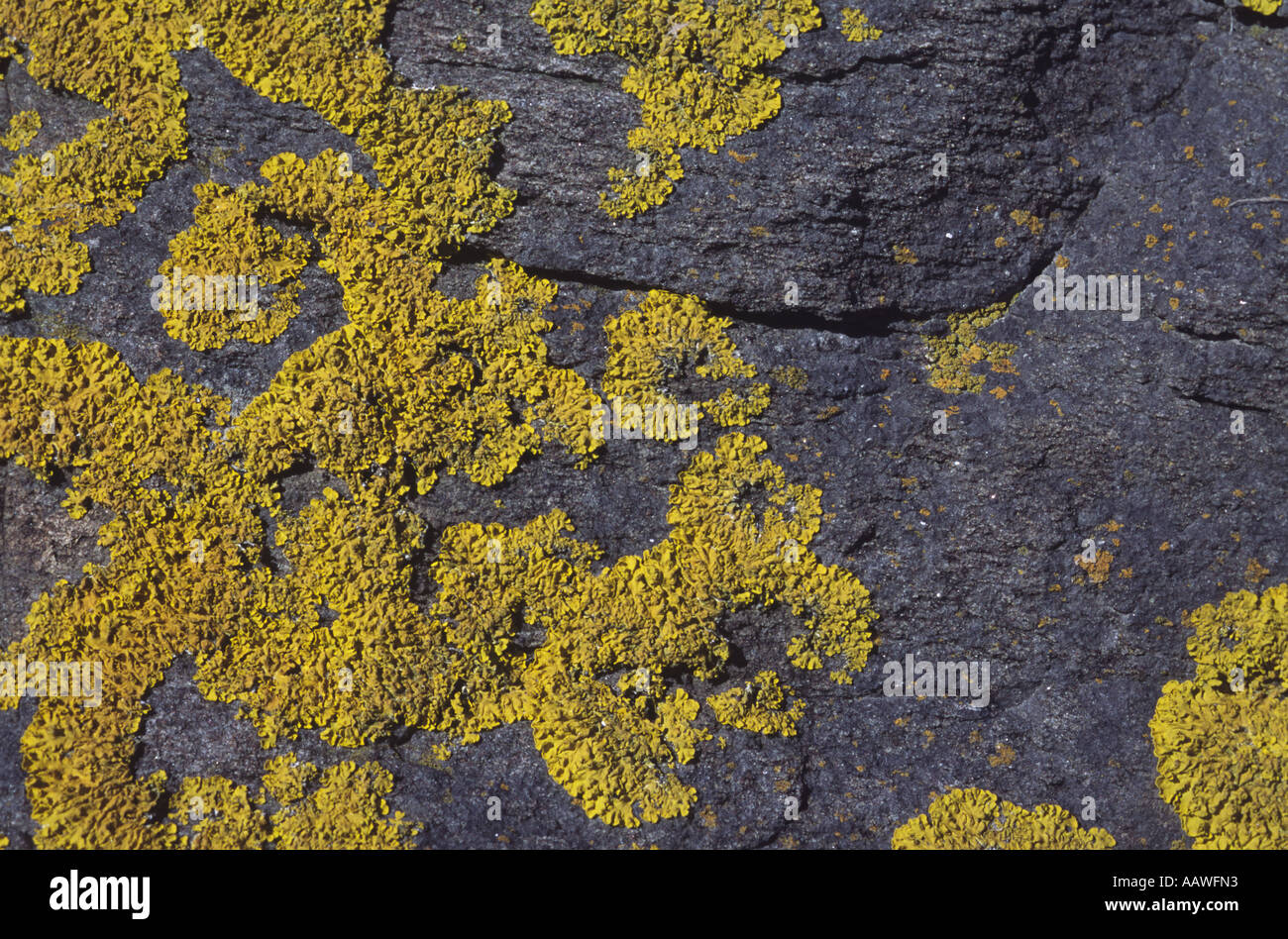 Lichen on rock Stock Photo - Alamy