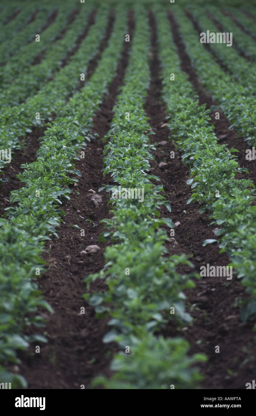 Potato plant haulm hi-res stock photography and images - Alamy