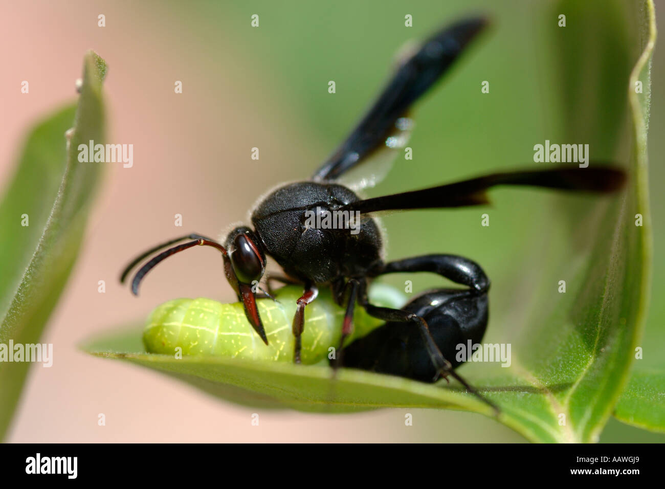 A wasp (species: Delta emarginatum, family: eumenidae, order ...