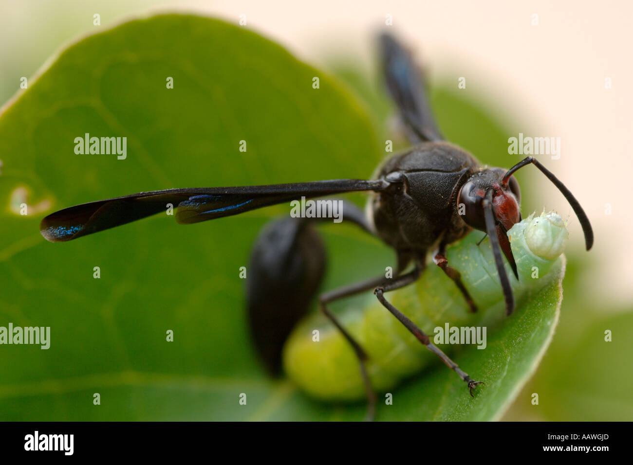 A wasp (species: Delta emarginatum, family: eumenidae, order ...