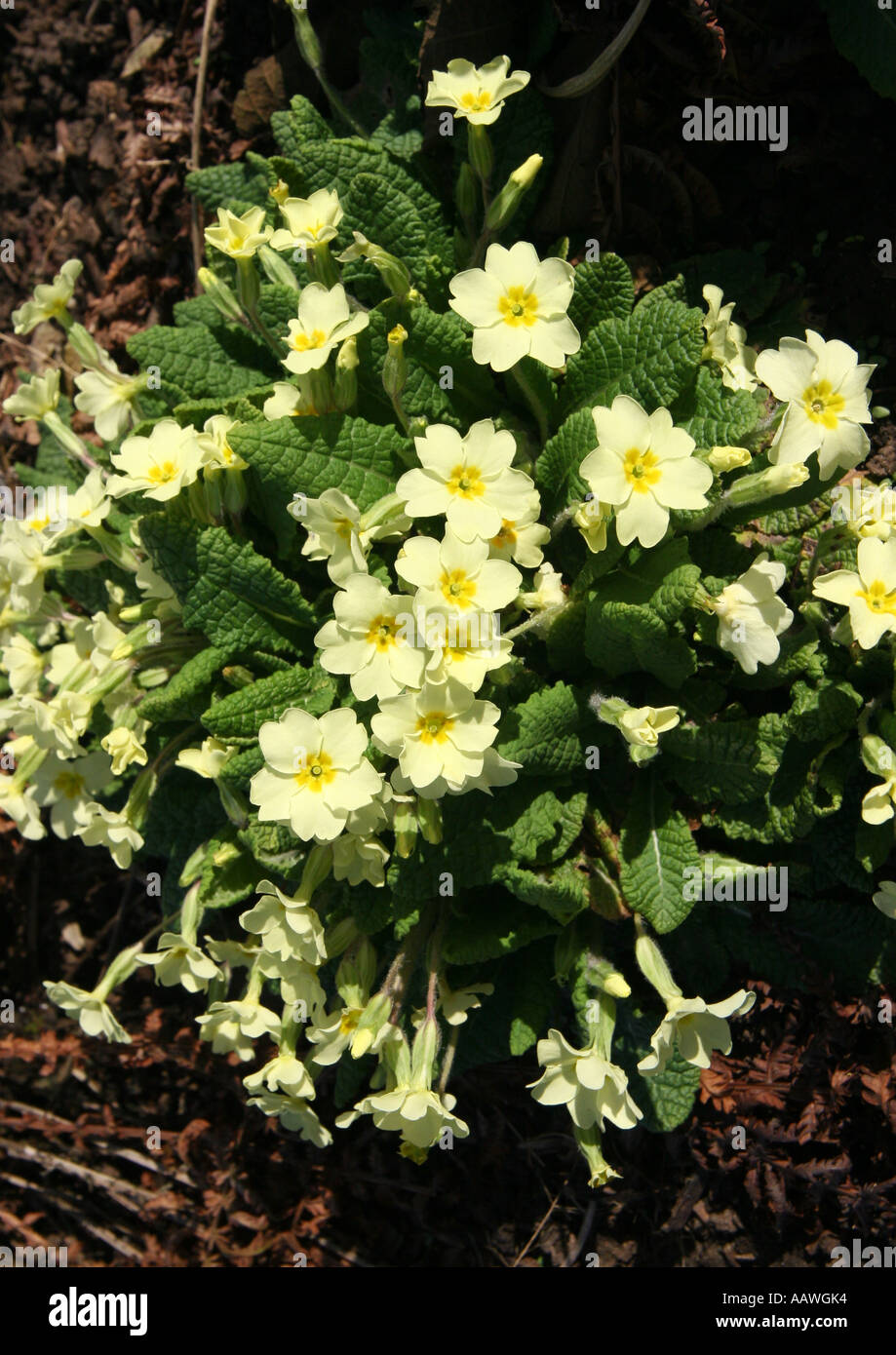 Pale cream yellow leaves hi-res stock photography and images - Alamy