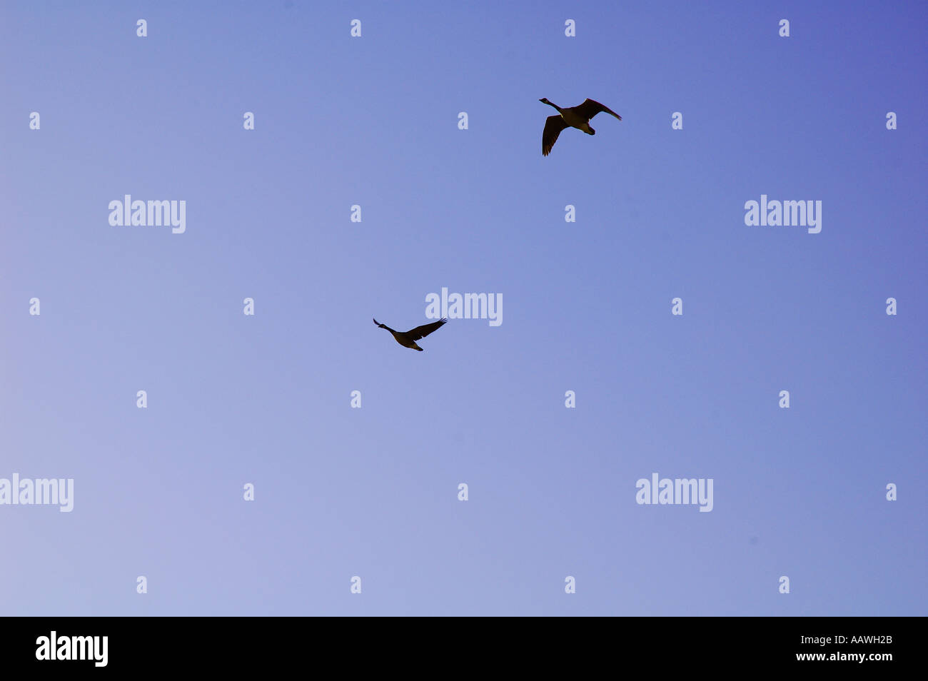 Two geese hi-res stock photography and images - Alamy