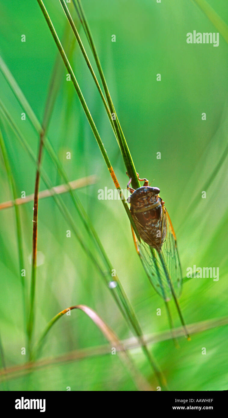 cicada on pine needle insects bugs Stock Photo - Alamy