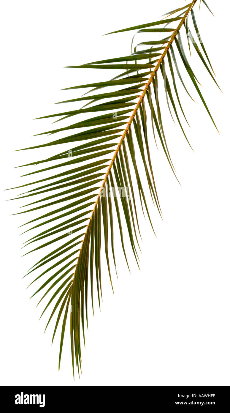 palm frond branch leaves leaf background texture Stock Photo - Alamy