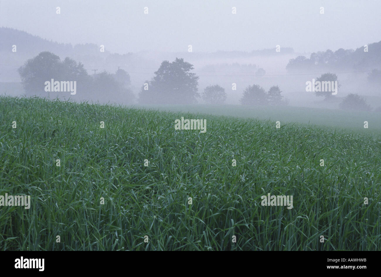Agriculture landscape in mist Stock Photo - Alamy