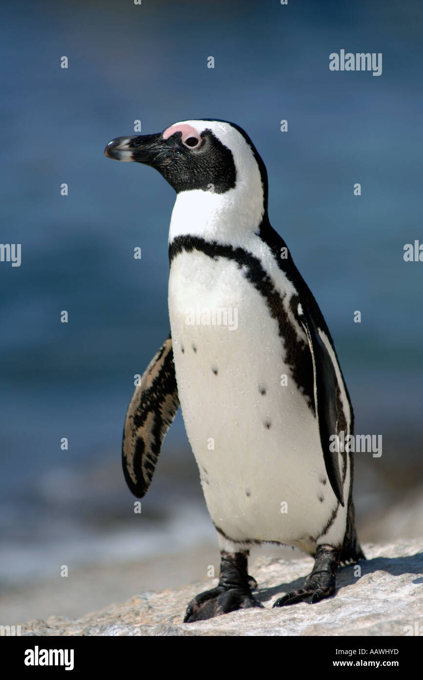 Jackass penguin (Sphenicus demersis), also known as an African penguin ...