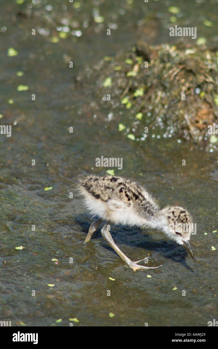 black necked stilt Himantopus mexicanus juvenile immature baby wading ...