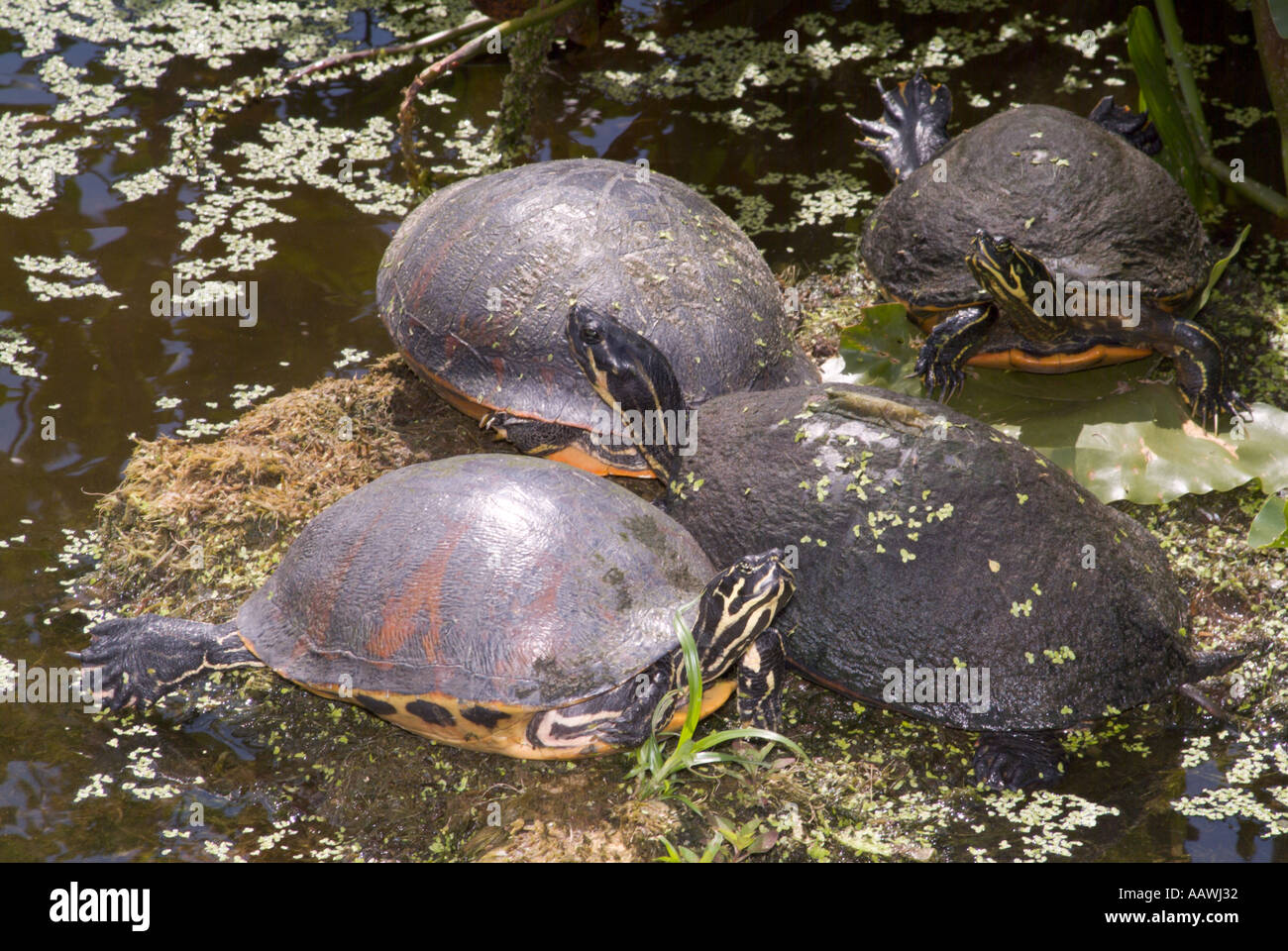 common cooter Pseudemys Chrysemys floridana turtles wetland wetlands ...