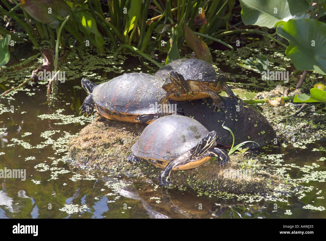 common cooter Pseudemys Chrysemys floridana turtles wetland wetlands ...