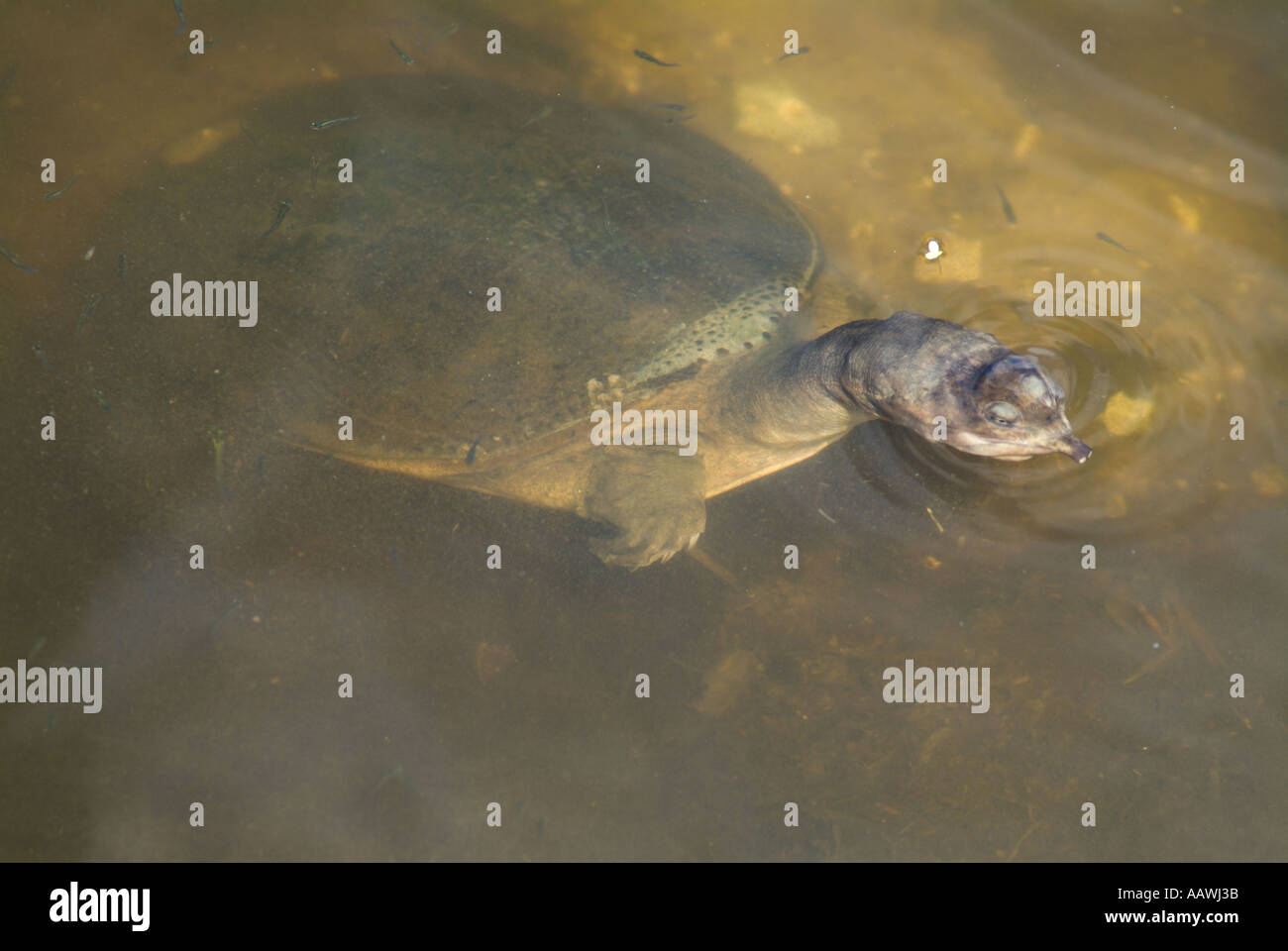 Florida softshell turtle Trionyx ferox wetland wetlands FL nature ...