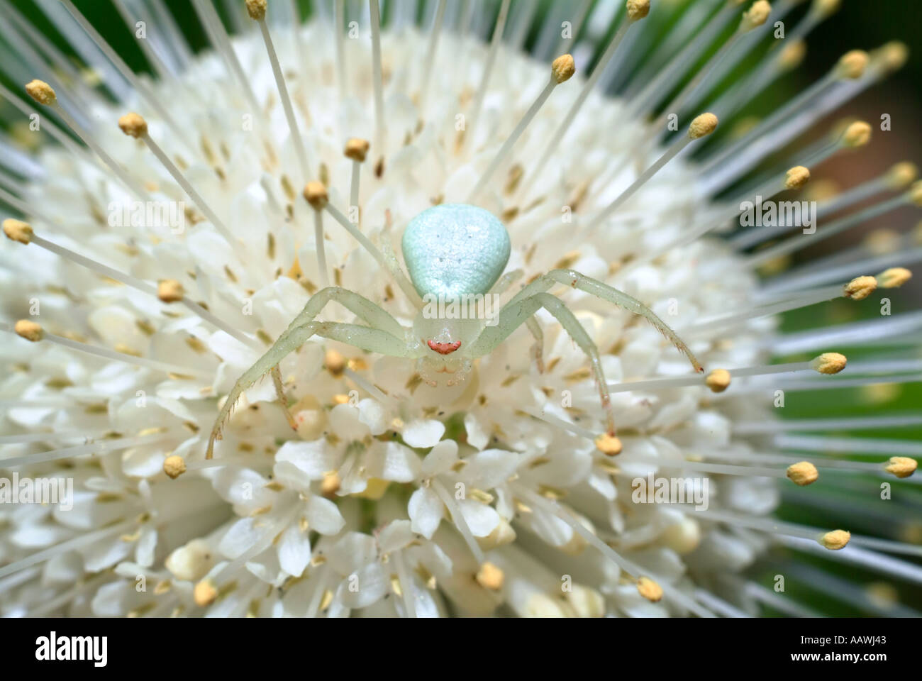 crab spider Family Thomisidae on button bush spiders bugs lying in wait ...