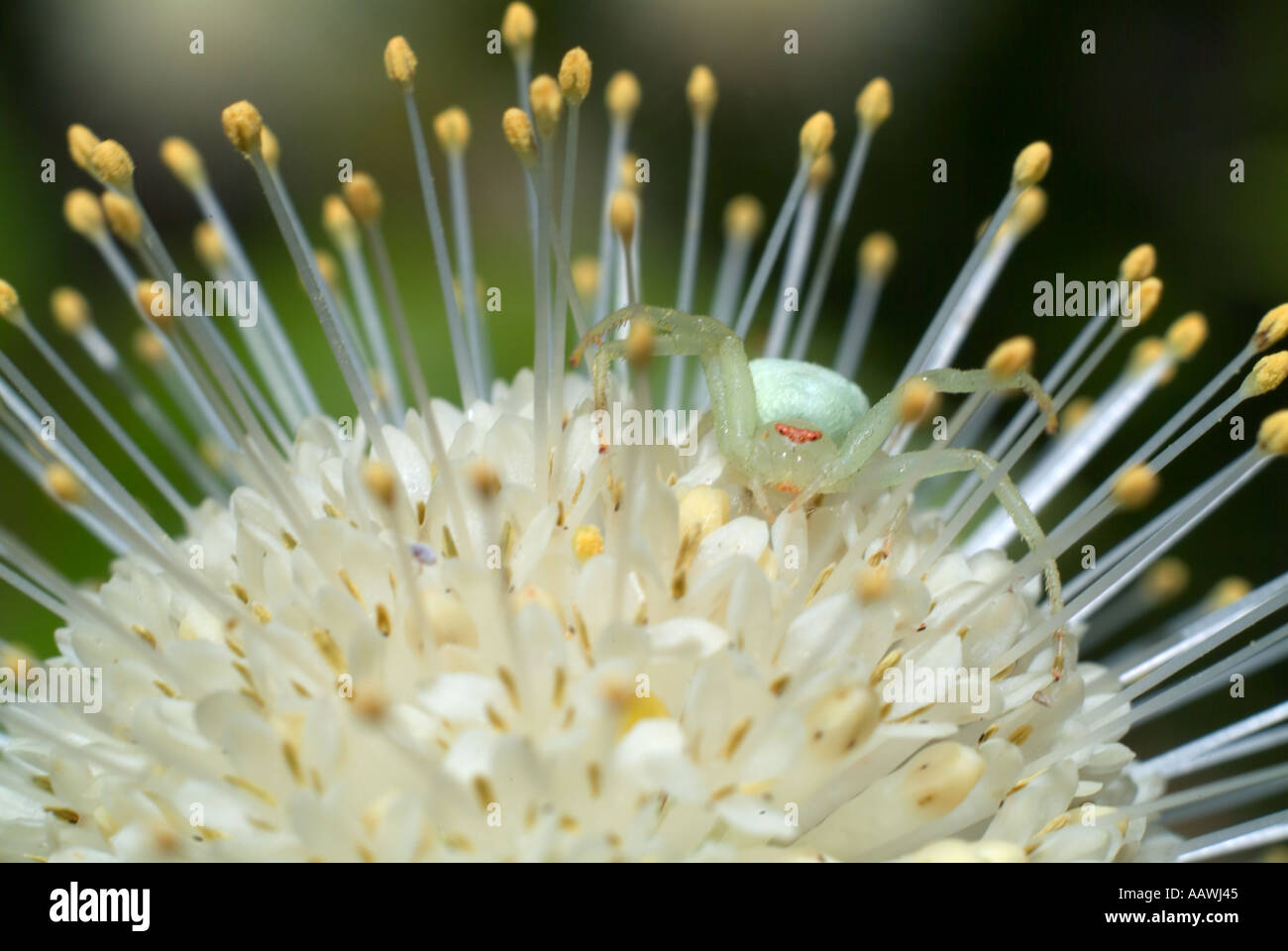 crab spider Family Thomisidae on button bush spiders bugs lying in wait ...