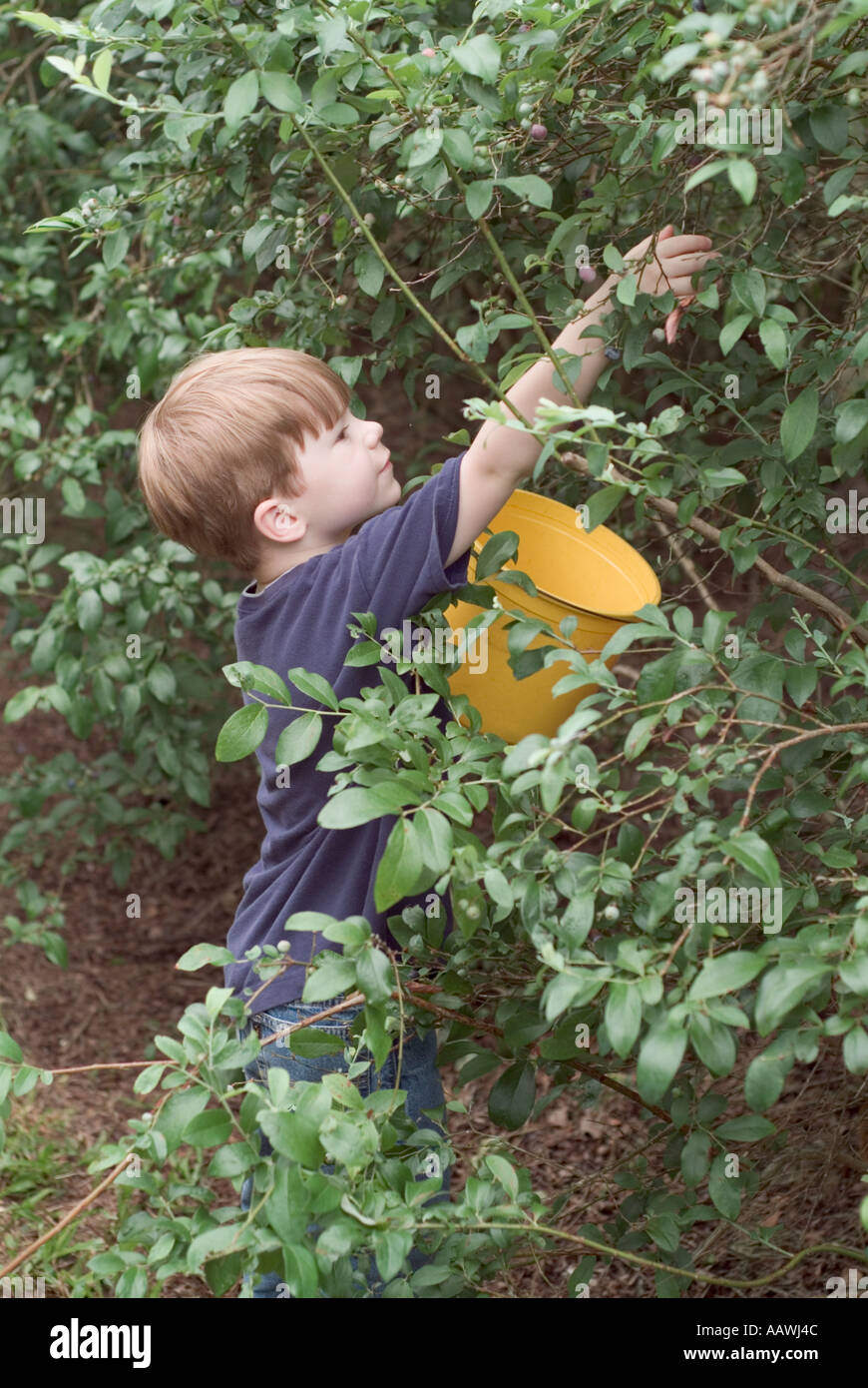 Boy picking blueberries blueberry outdoors family fun U Pick child ...