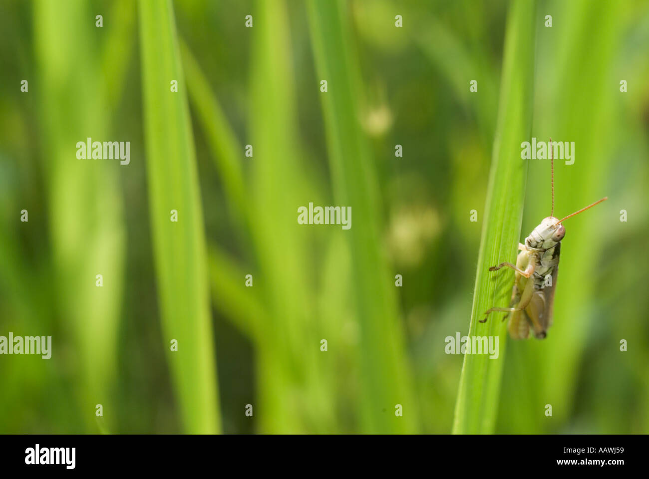 grasshopper on grass grass hopper insects bugs Stock Photo - Alamy