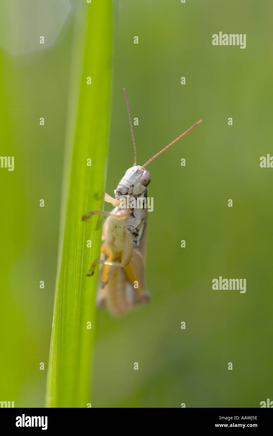 grasshopper on grass grass hopper insects bugs Stock Photo - Alamy