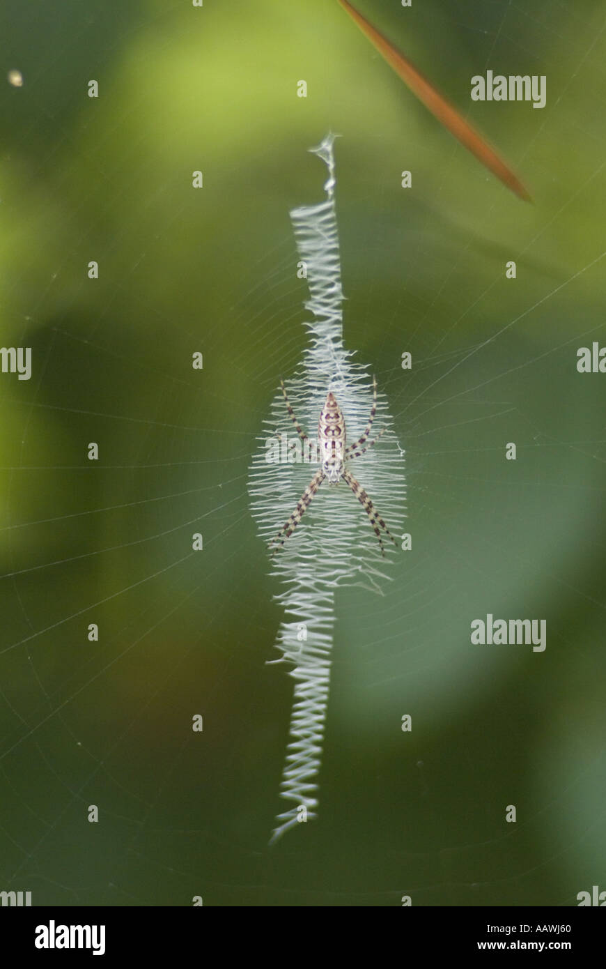 Stabilimenta hi-res stock photography and images - Alamy