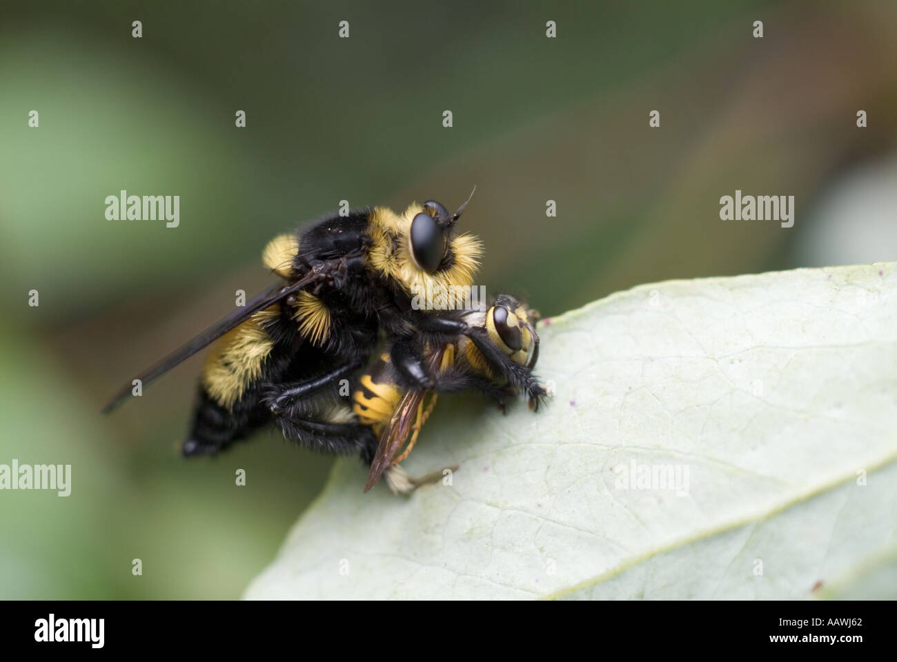 Southern Bee Killer Mallophora orcina with prey Yellowjacket Stock ...