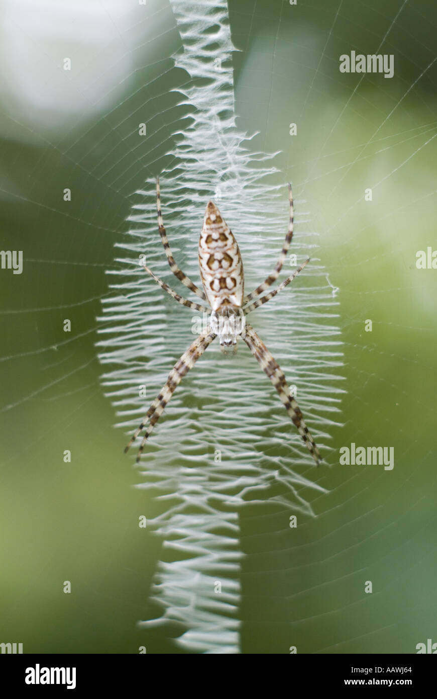 Stabilimenta hi-res stock photography and images - Alamy